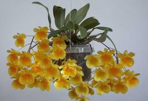 Орхидея дендробиум Линдли