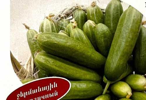 Семена огурца Назрван 45, Армения