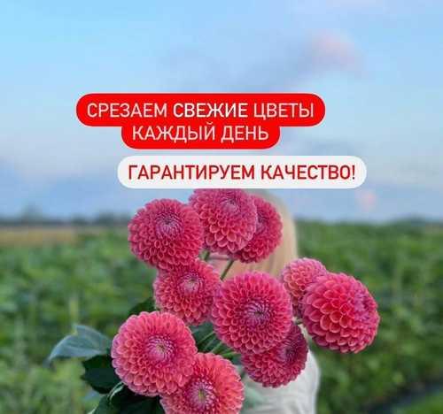 Крупные георгины с собственной фермы, букет