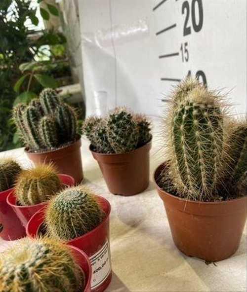 Кактус/cactus