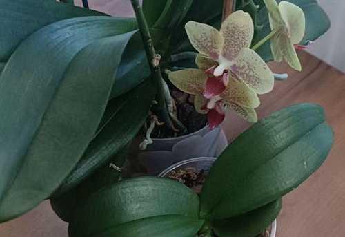Детка Орхидея фаленопсис