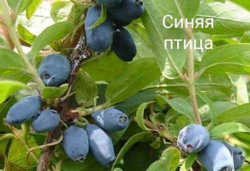 Жимолость сортовая