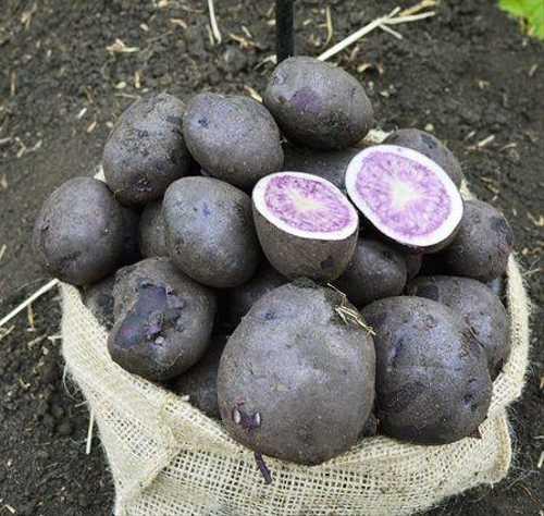 Семенной картофель сорт Индиго