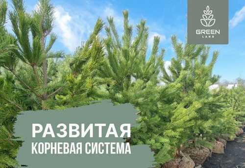 Сосна Обыкновенная на участок