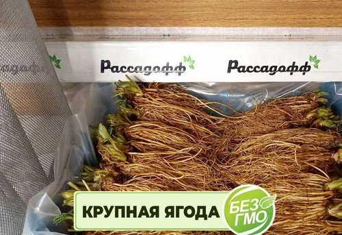 Рассада клубники. Фриго. Зкс. Окс