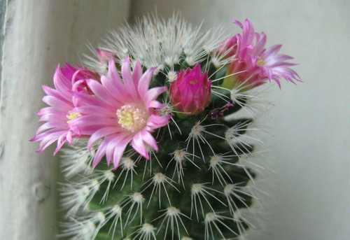 Кактус цветущий. замик