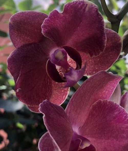 Орхидея фаленопсис Красный Пират Пикоти
