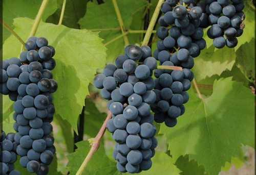 Винный виноград изабелла неукрывная