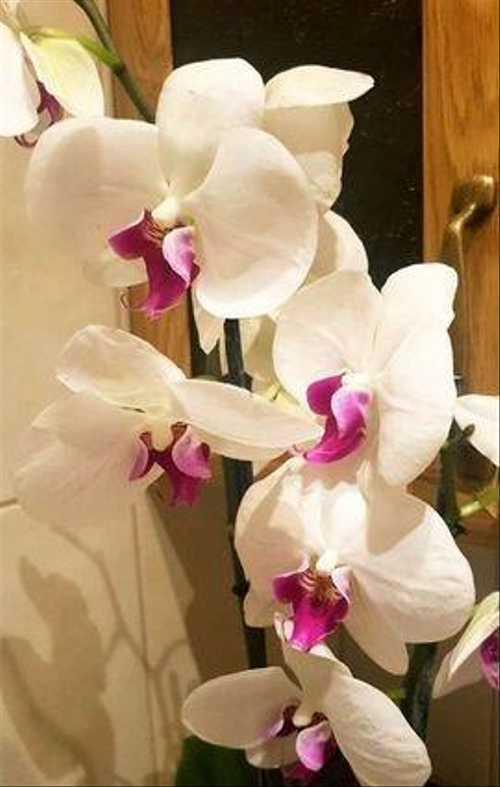 Winter love орхидея фаленопсис цветущая