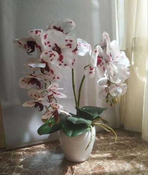 Интерьерная орхидея