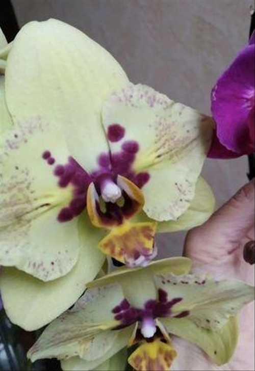 Орхидея бабочка пескара