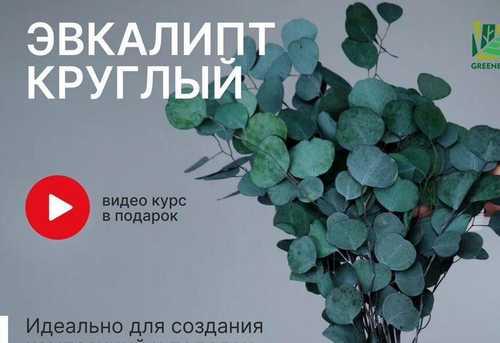 Стабилизированные растения Эвкалипт Круглый