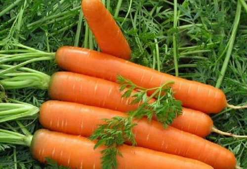 Морковь крупная и сочная