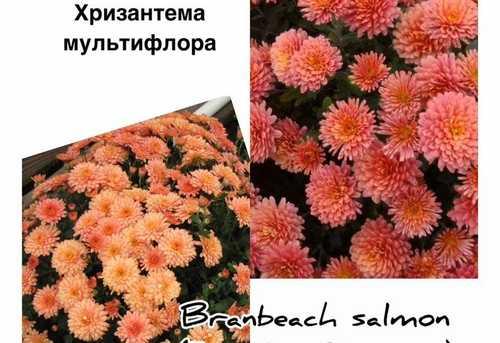 Хризантема мультифлора Branbeach Salmon (Бранбич С