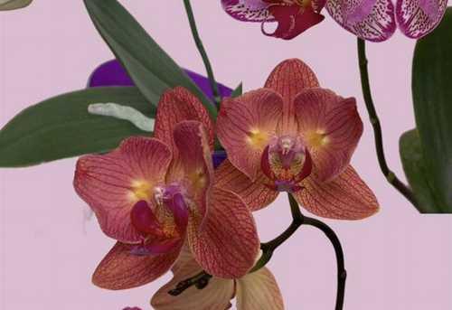 Орхидея фаленопсис. Бабочки