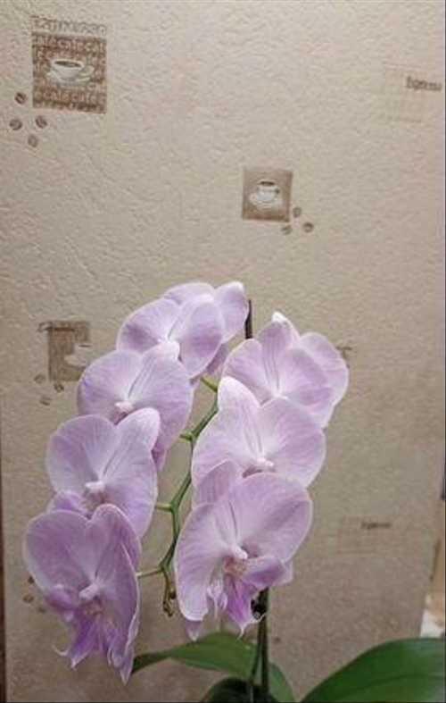 Орхидея фаленопсис биг лип Sweet Talk