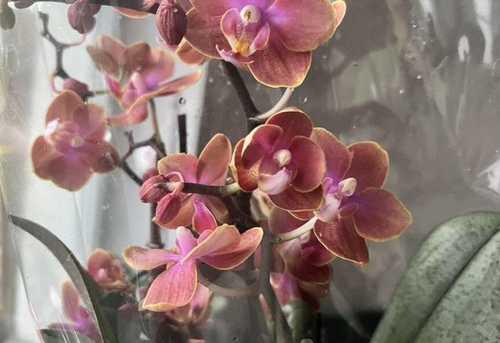 Орхидея парфюмерная фабрика Dasty Bell