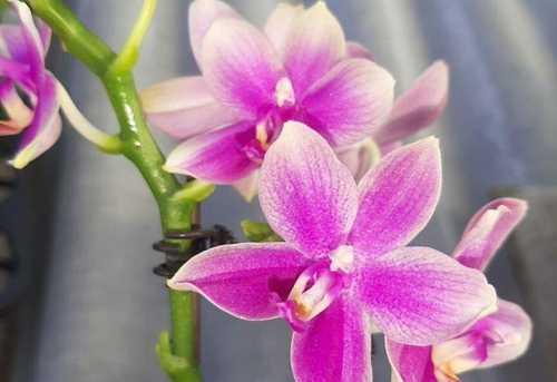 Орхидея фаленопсис Арома с цветоносом