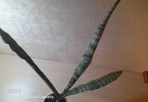 Сансевиерия щучий хвост комнатное растение