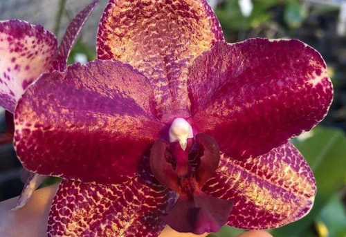 Орхидея фаленопсис Mituo Sun