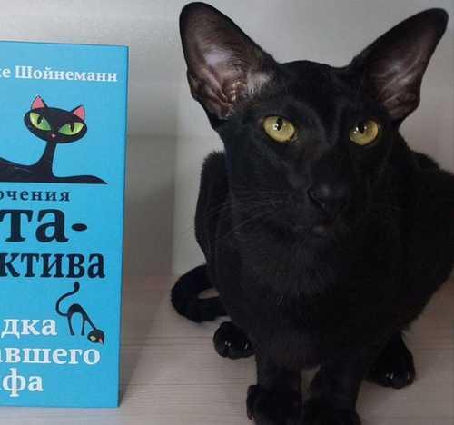 Приключения кота детектива"