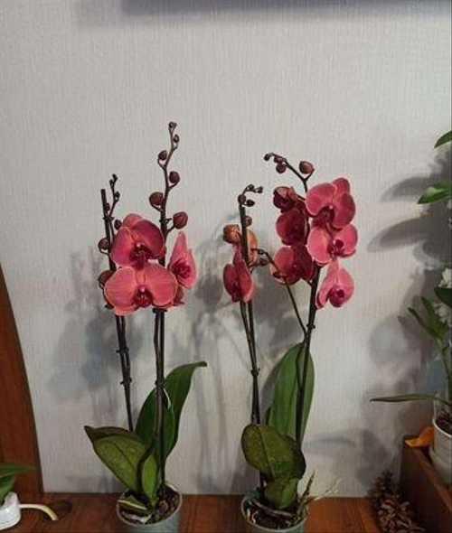 Орхидея фаленопсис Азиатский Коралл, 2 ствола