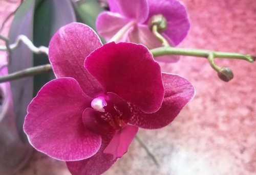 Орхидея фаленопсис Монтрё