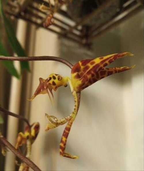 Орхидея Gongora Tricolor