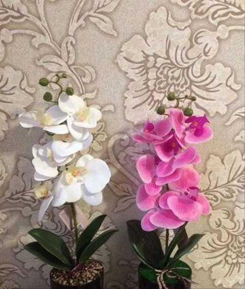 Декоративная орхидея цветок