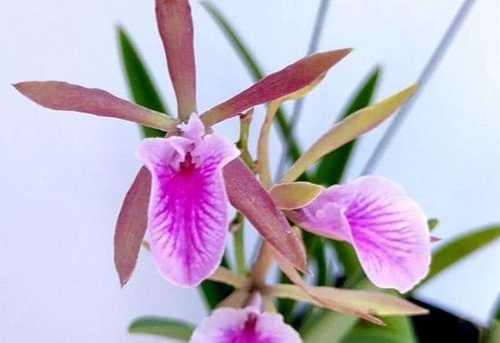 Орхидея Encyvola Jairak Treasure 'Turaco'