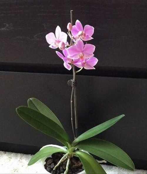 Орхидея фаленопсис мини (азия)