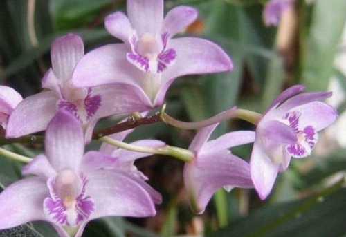 Орхидеи разные