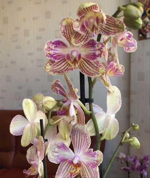Орхидея фаленопсис Torino бантик
