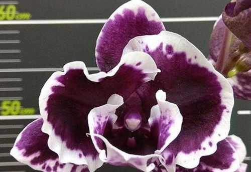 Орхидея фаленопсис Miki Violet Frill '421'