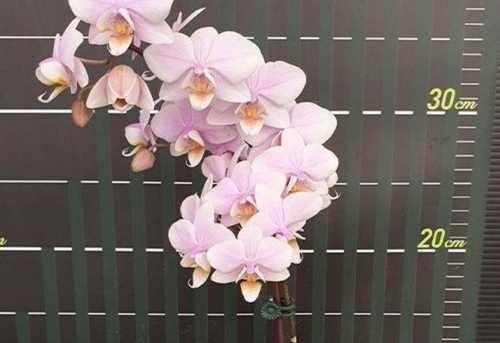 Орхидея pinlong cheris