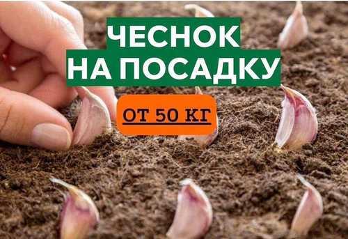 Чеснок на посадку оптом