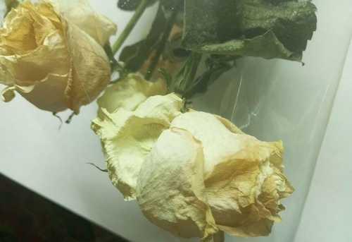 Сухоцветы (белые розы)