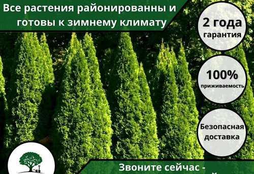 Туи и Самшит из Питомника "EcoLux Park" Опт