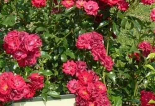 Почвопокровная роза Фейри Дансе