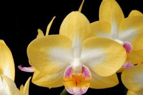 Орхидея Phal. YE8-1 Yen Shuai Sweet Gold