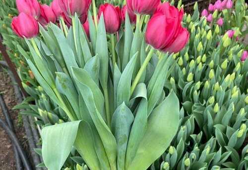 Букет из 5,7,9,15,25,49 свежих тюльпанов к 8 марта