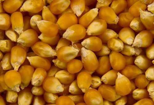 Кукуруза семена дкс 3361