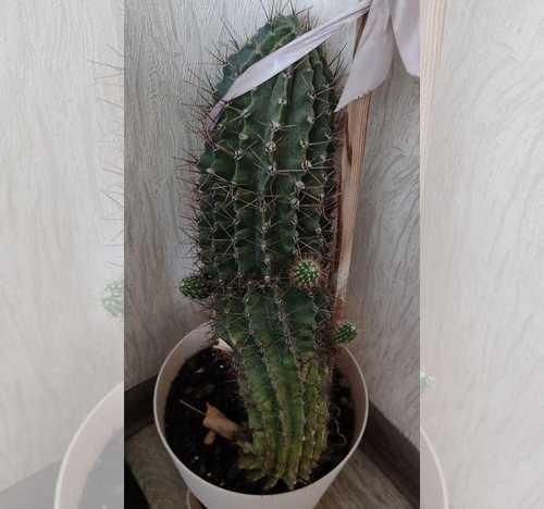 Кактус
