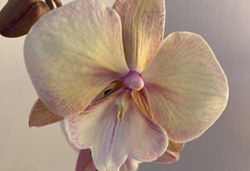 Орхидея фаленопсис биг лип цветущая