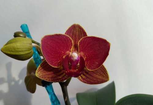 Орхидея Phal. Fangmei Sweet 'Splash'