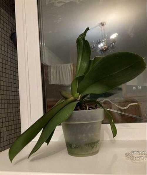 Орхидея фаленопсис гранди отцвет