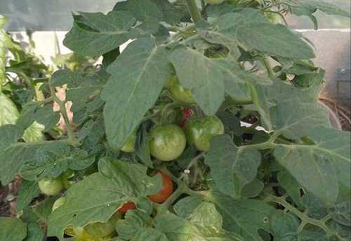 Рассада для выращивания томатов и перцев зимой
