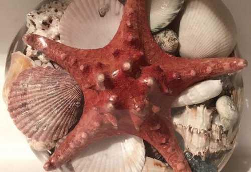 Морские ракушки и звезды