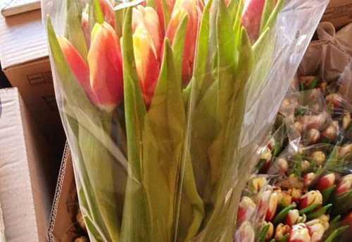 Тюльпаны свежие шикарные опт и розница