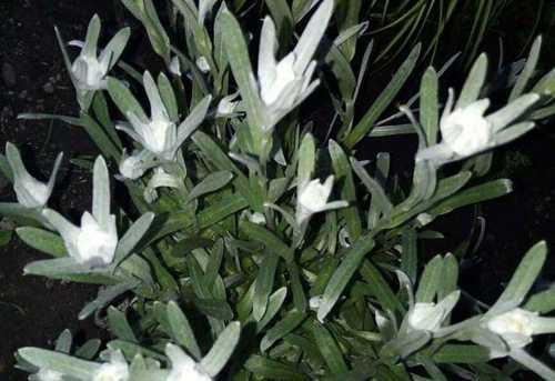 Эдельвейс, многолетнее растение
